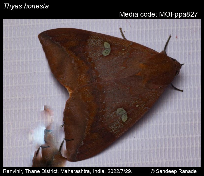 Thyas honesta | Moths